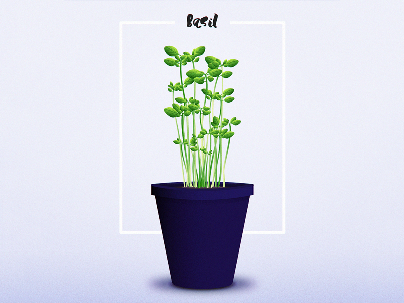 Basil by Tomasz Ostrowski on Dribbble