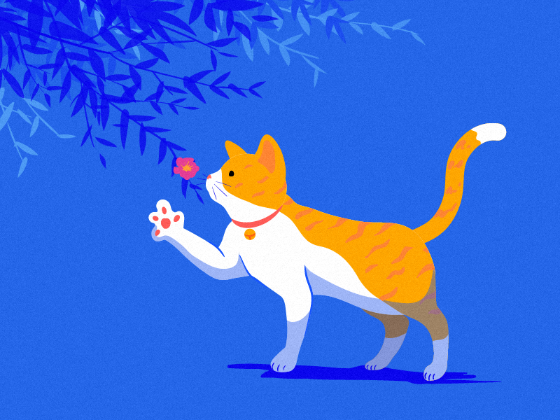 Cat by Marzia | Dribbble