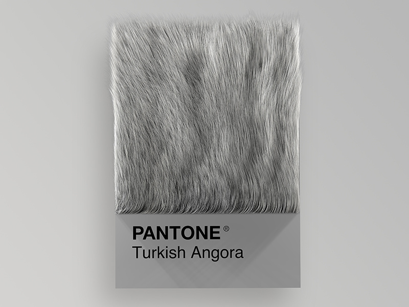Cat Breeds as Pantone - Turkish Angora by Alessio D'Amico on Dribbble
