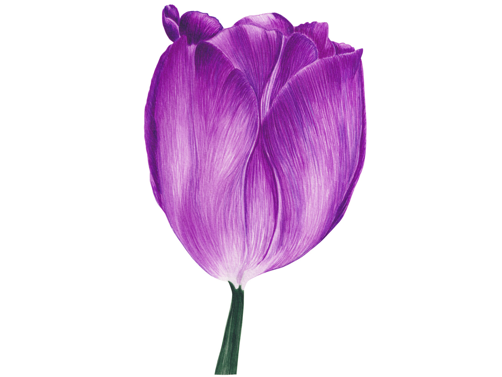 Tulip watercolor botanical illustration study by Flavia Muntean on Dribbble