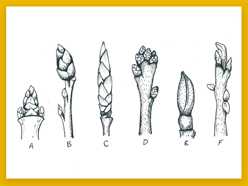 Illustration: Scientific by Kate 'Deets' Shay on Dribbble