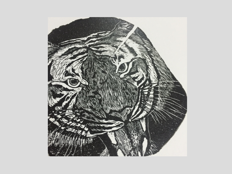 Tiger engraving by Amrita on Dribbble