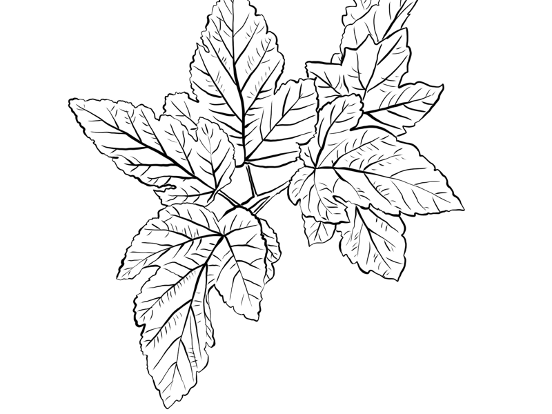 Leaf illustration ready for colouring by Strata 5 on Dribbble