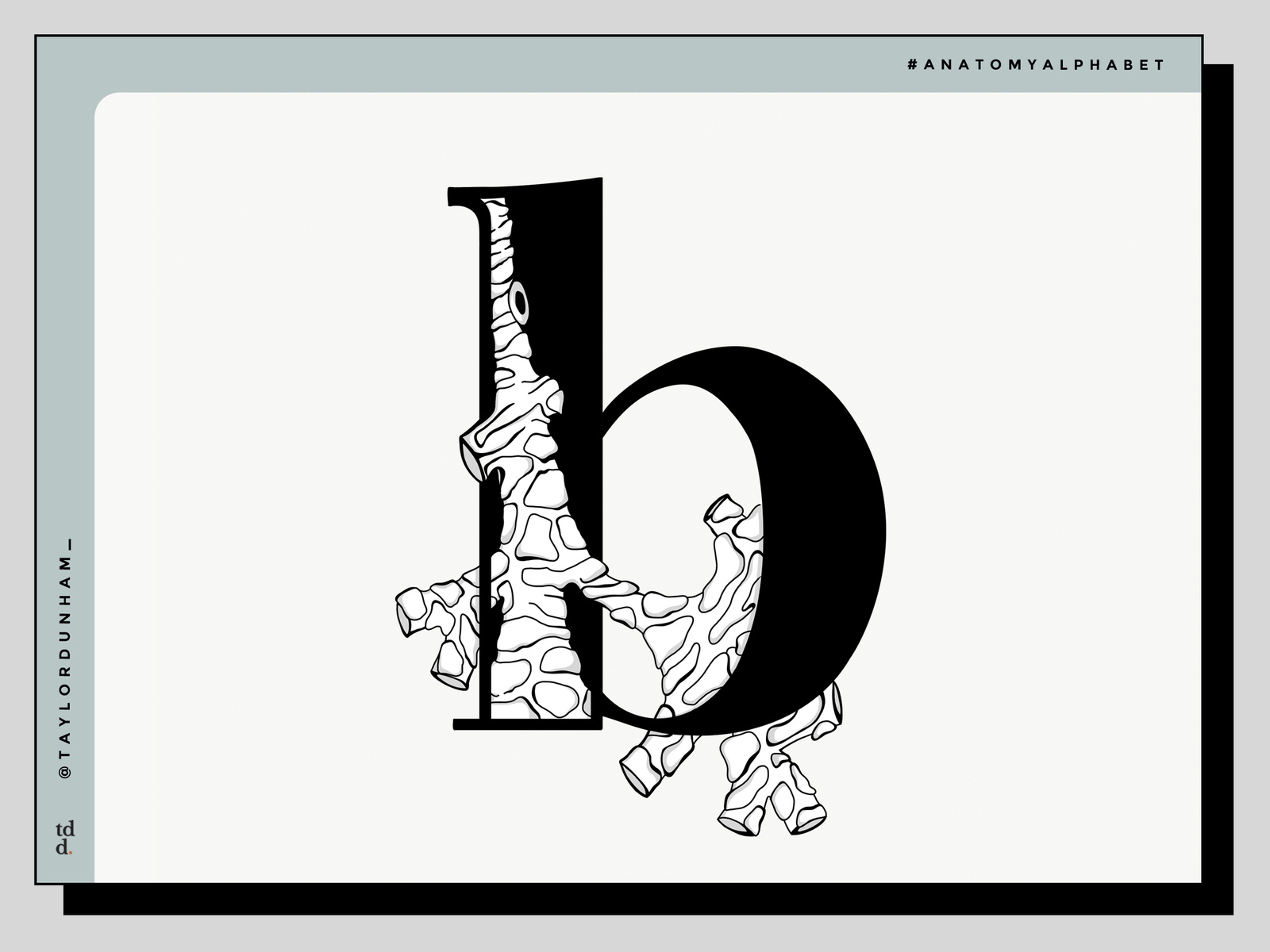An Anatomy Alphabet: B is for bronchus. by Taylor Dunham on Dribbble