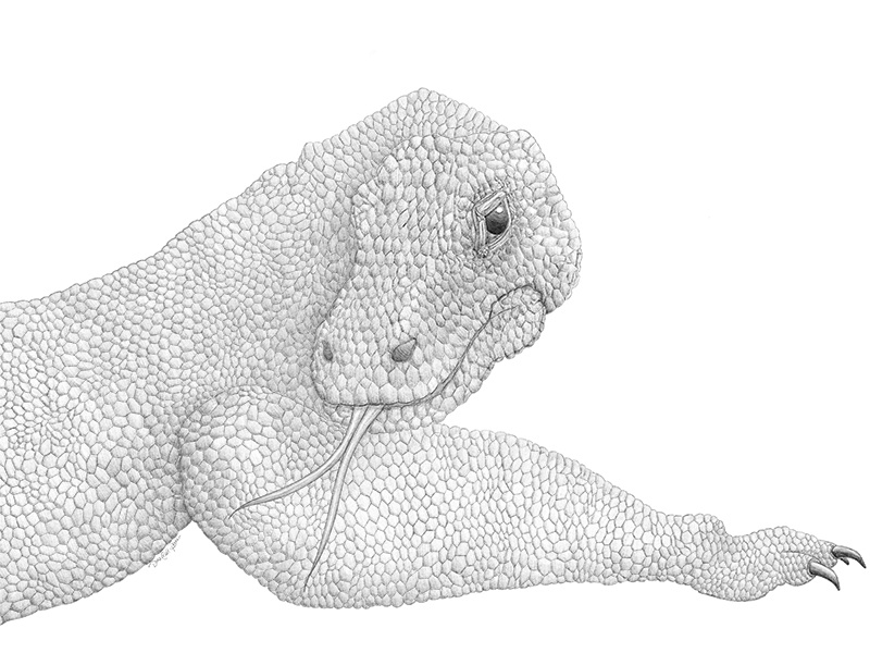 Komodo Dragon by Dana Craft-Parker on Dribbble