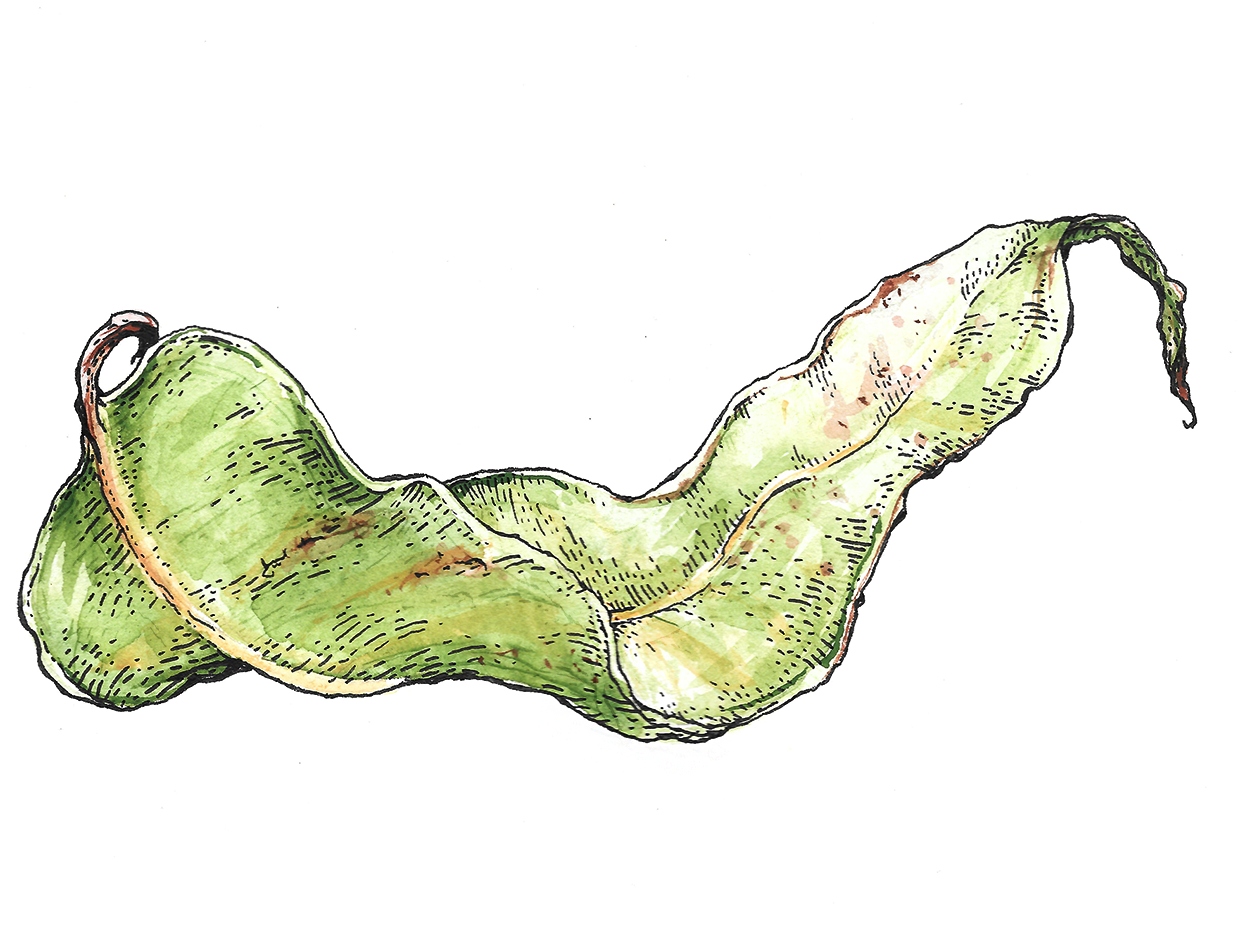 Gum Leaf by Pilar Basa on Dribbble