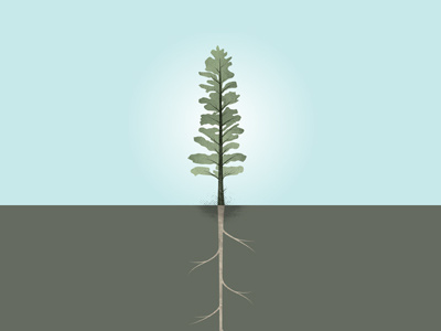 Pinus radiata by Michæl Paukner on Dribbble