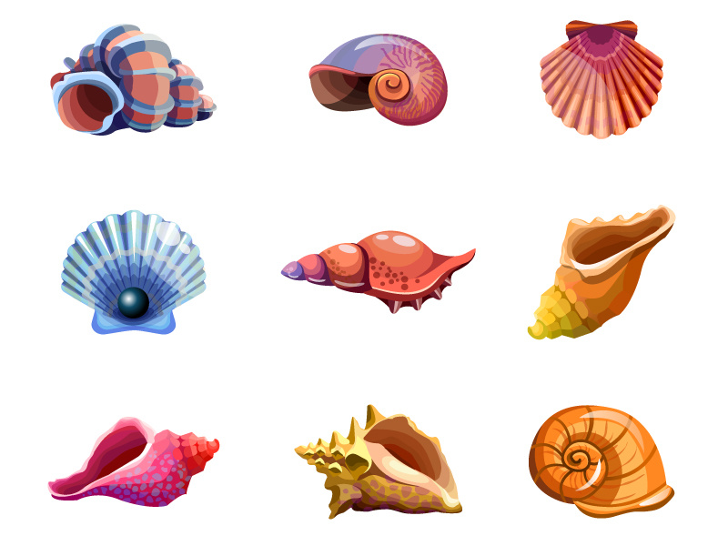 Set Of Sea Shells by Alina Chipmunk on Dribbble