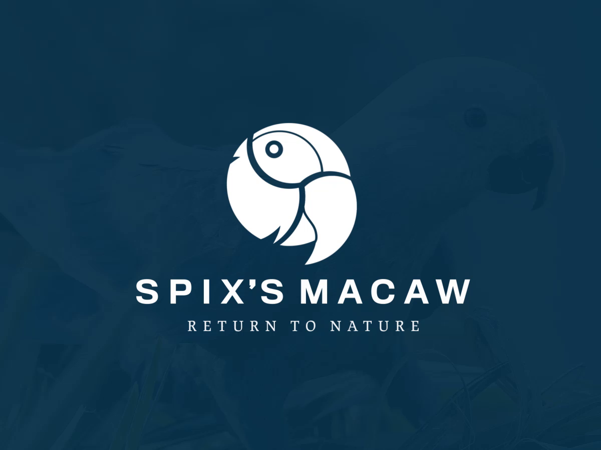 Spix's Macaw: Logo Animation by Franziska Siegerstetter for &why on ...