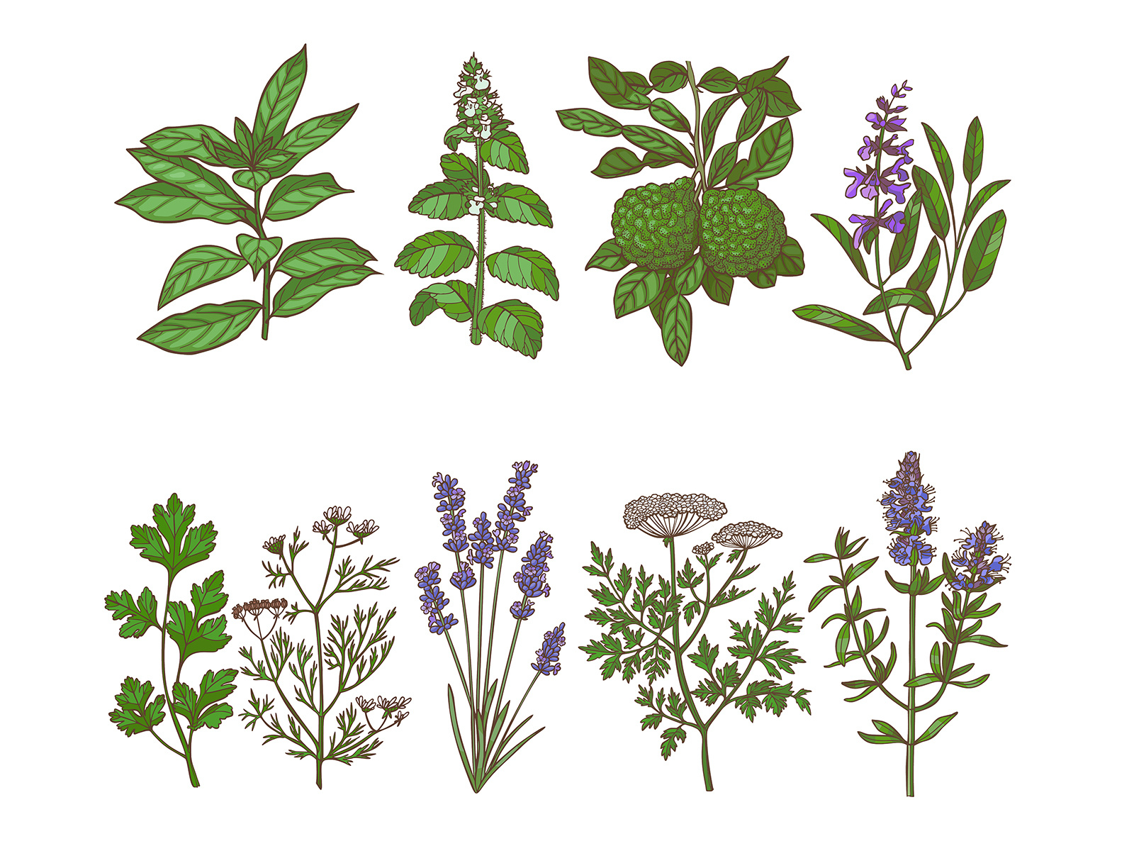 Herbs by Daria Heaney on Dribbble