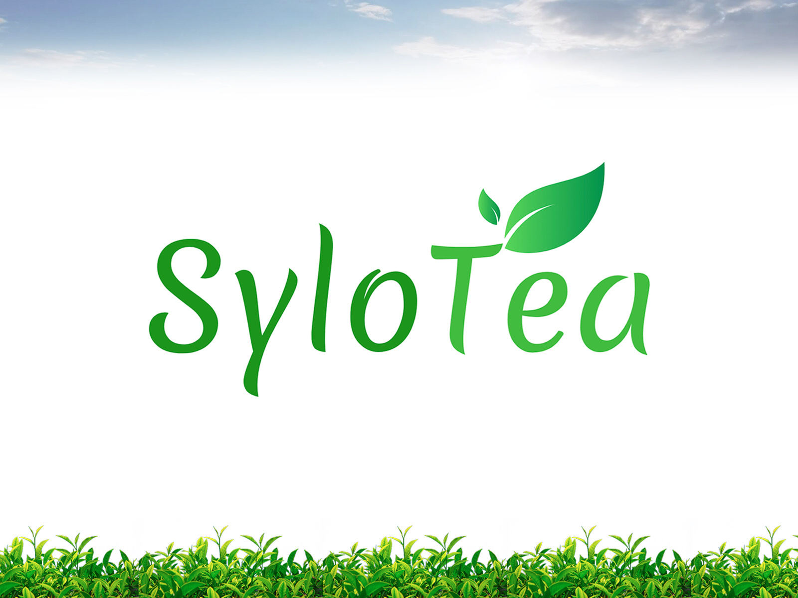 Tea Company Logo Design by Shaidur Rahman (Srt Abdullah) on Dribbble