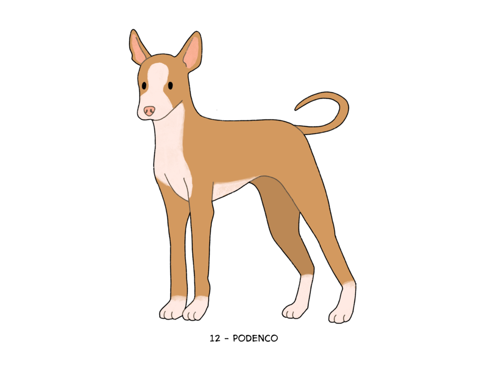 Podenco by Malorie Sautreau on Dribbble