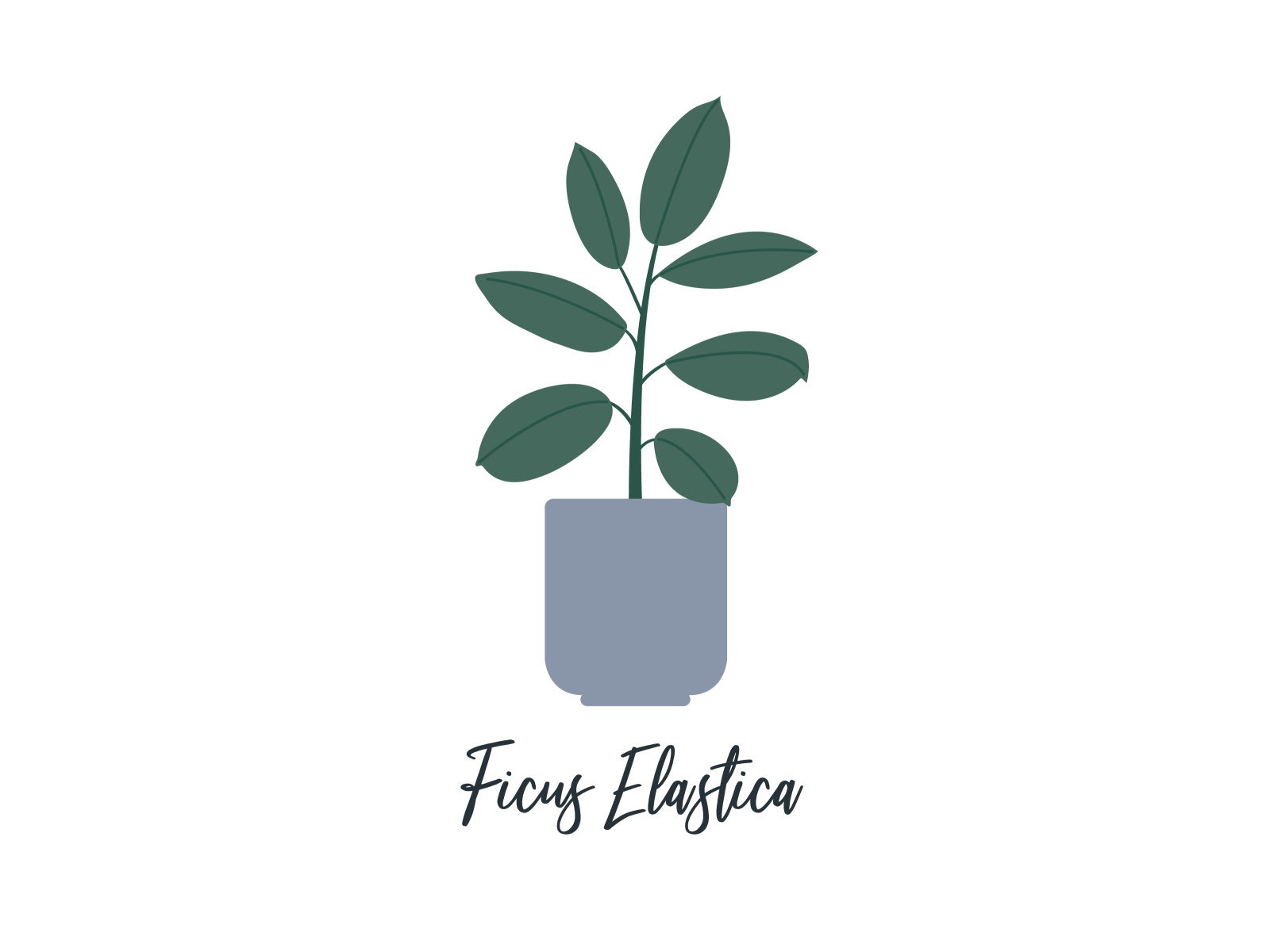 Ficus Elastica Illustration by Jocelyn Wright Powell on Dribbble