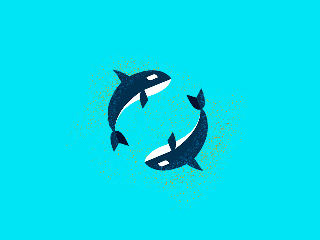 killer whales, chasing tails by Ariel Chan on Dribbble