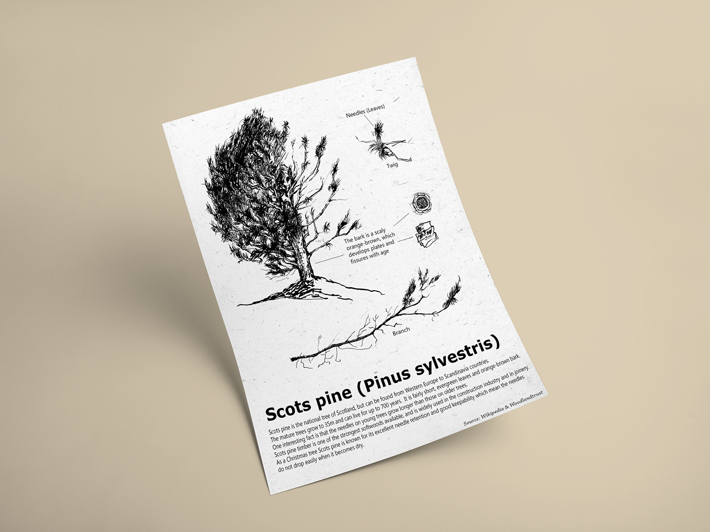 Scientific drawing . Scots Pine by FEN on Dribbble