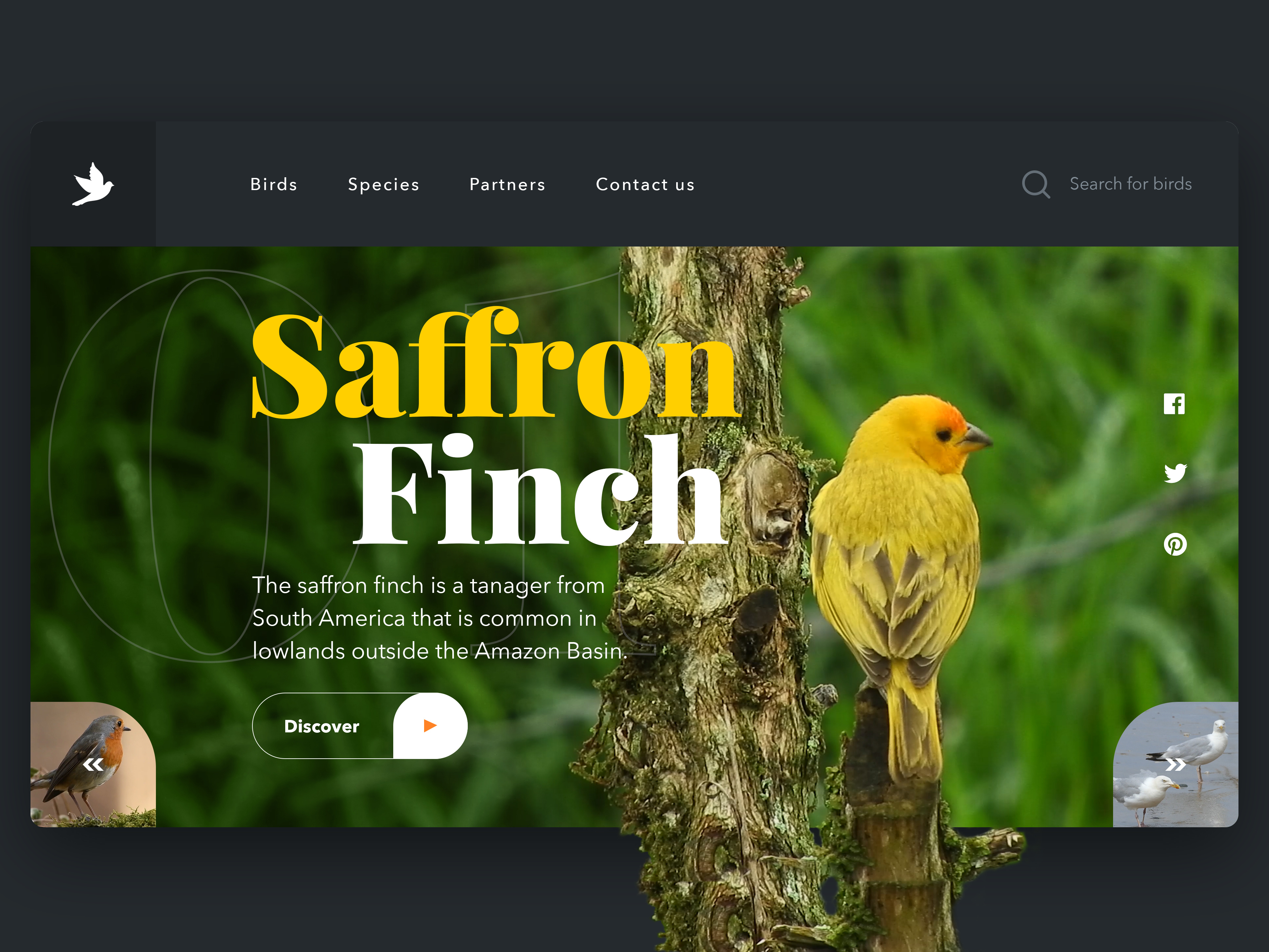 Birds Landing Page UI by Harshil Acharya on Dribbble