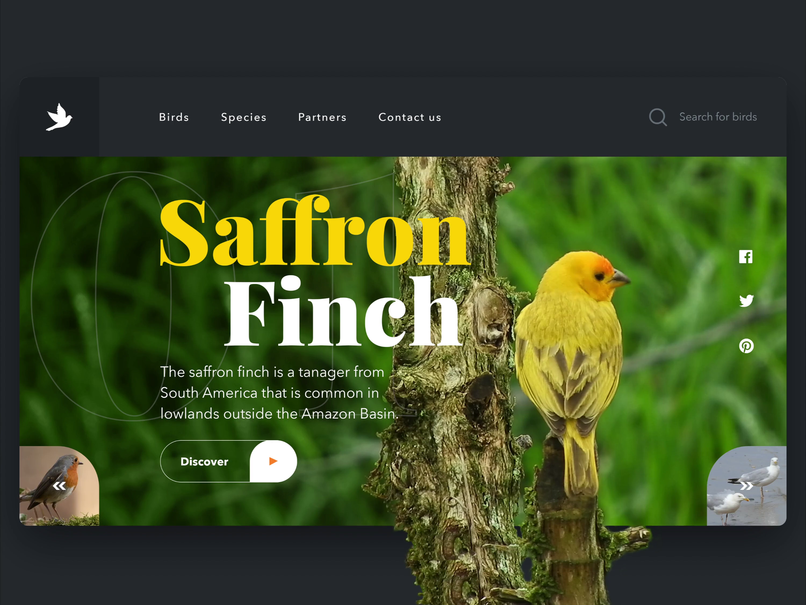 Birds Landing Page UI by Harshil Acharya on Dribbble