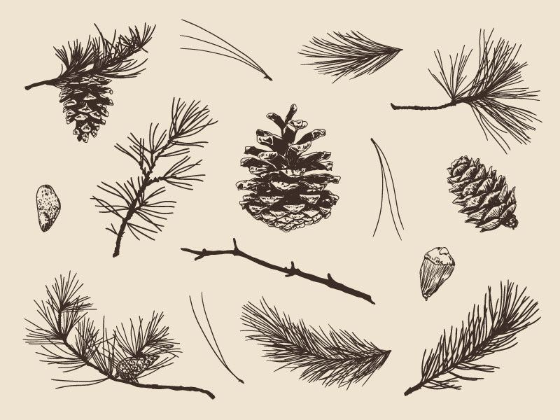 Pine Elements by Max Lockwood on Dribbble