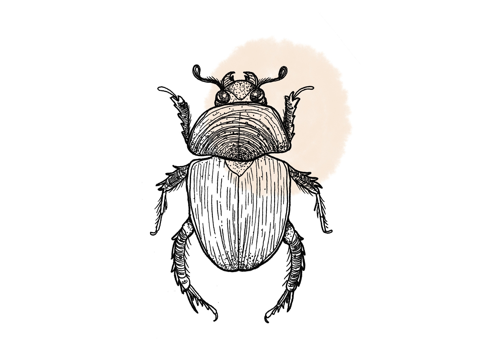 Beetle Illustration by Lydia Backer on Dribbble