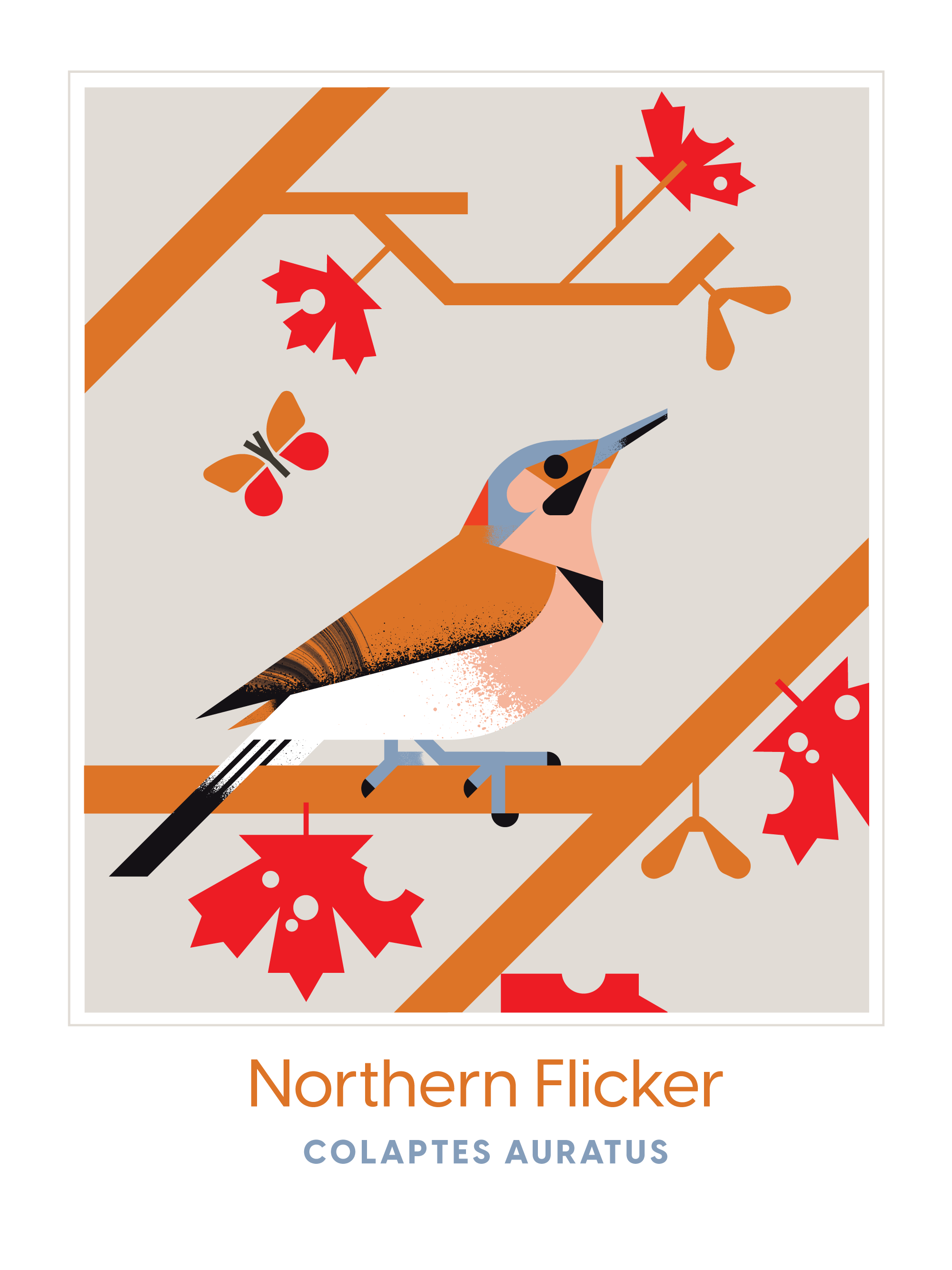 Northern Flicker by Lane Kinkade on Dribbble