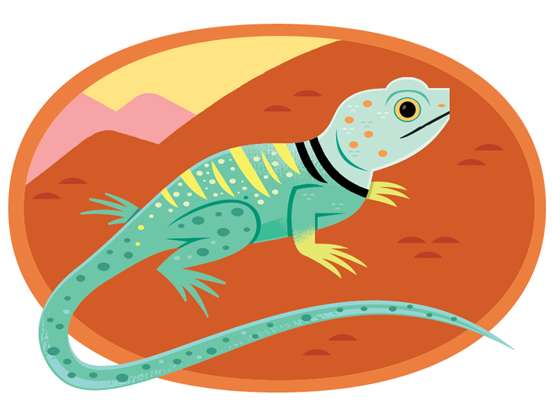 Collared Lizard by Alexander Vidal on Dribbble