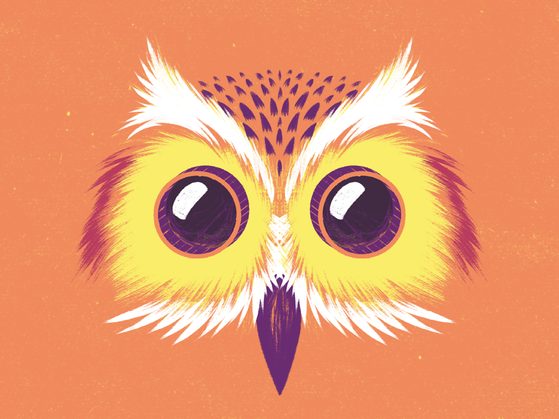 Camera Owl by Pascual Redondo on Dribbble