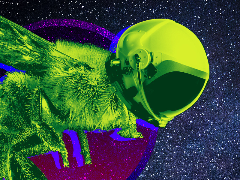 Space Bee by Katie Martin on Dribbble