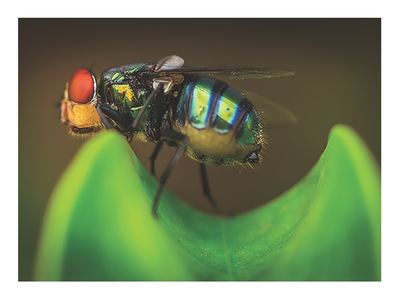 Flies by heri sis on Dribbble