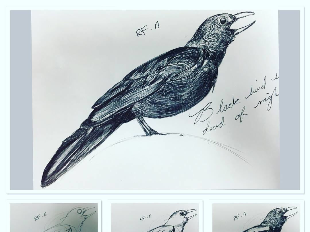 Blackbird (ink)-RF by Ryan Field on Dribbble