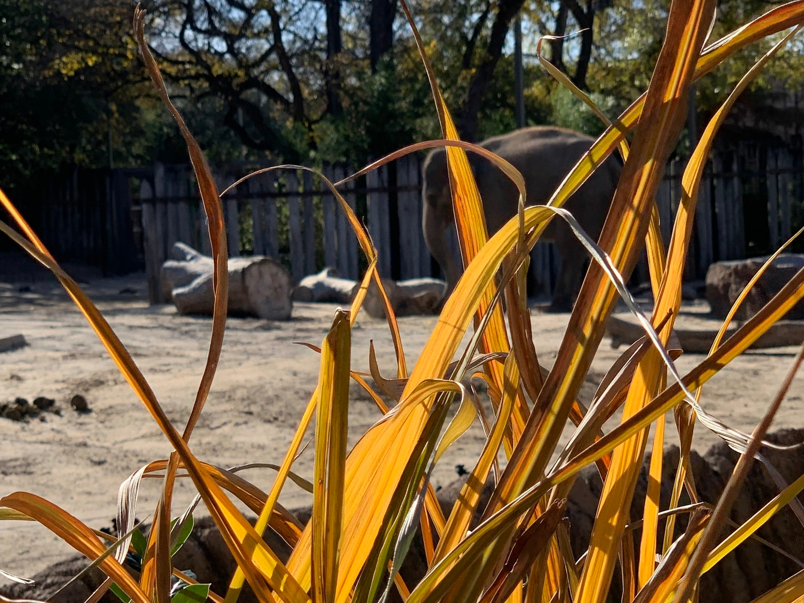 Hidden Ellie by Danielle Clarensau on Dribbble