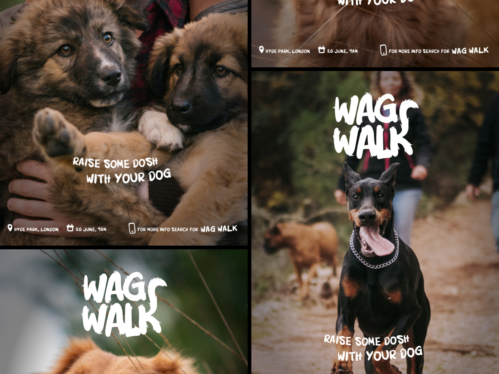 Dog walking fundraiser - Advertising by Ben Tuckwell on Dribbble