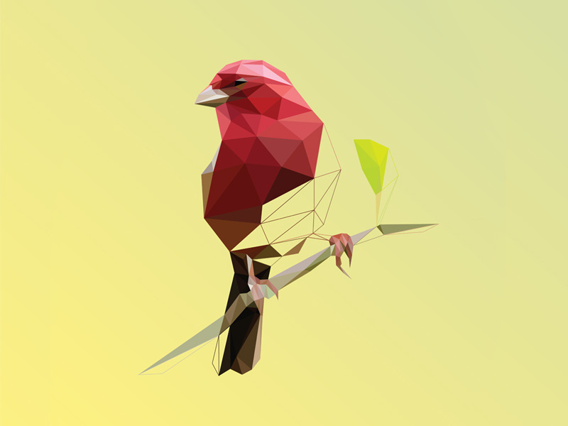 Vermei Poly Bird Logo by Breno Bitencourt on Dribbble