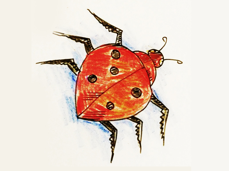 Bug Drawings by samir kumar bitt on Dribbble
