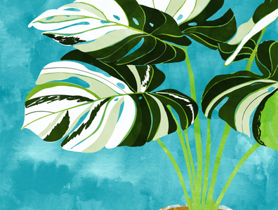 Variegated Monstera by Uma Gokhale on Dribbble