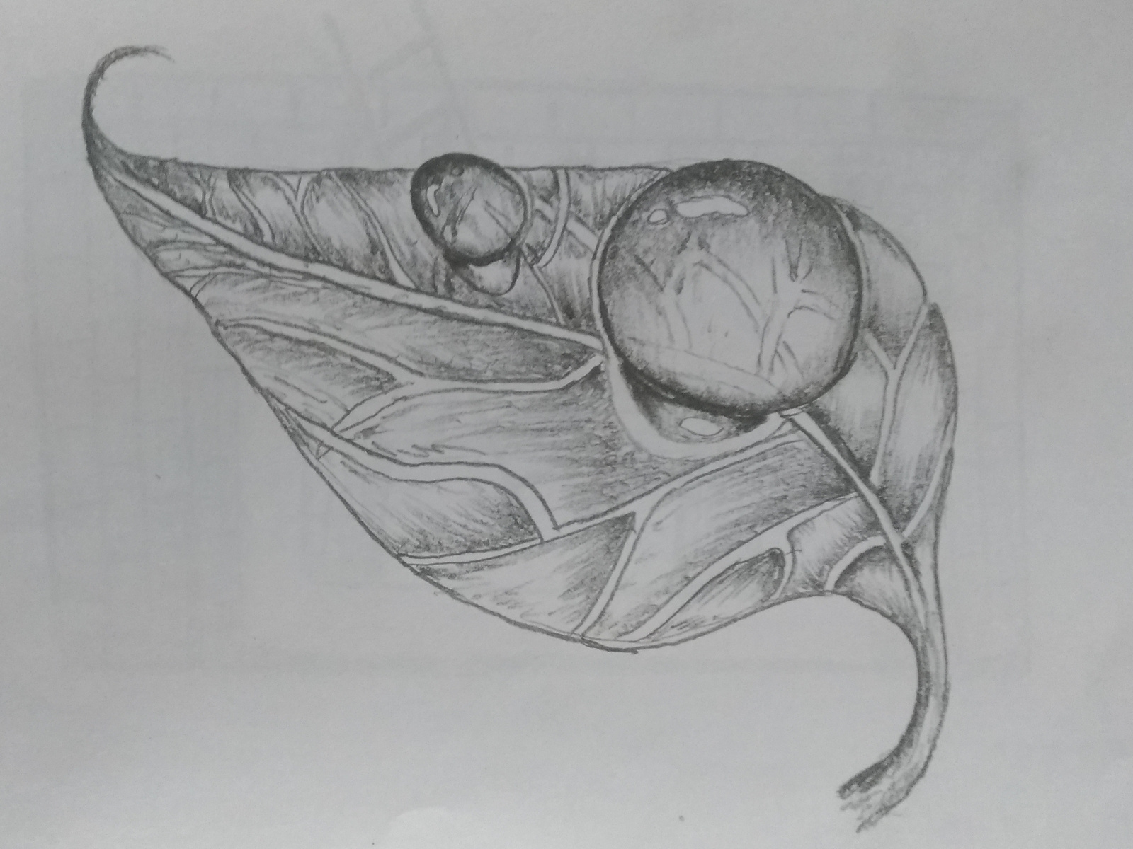 3D Leaf Art by MLSPcArt on Dribbble