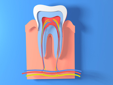 Paper tooth, graphic representation of internal anatomy. by JM Gallardo ...