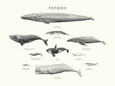 Cetacea by Sam Lyne on Dribbble