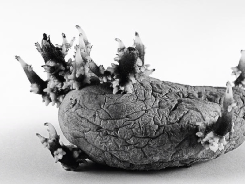 Mutated Potato by SUBCUTÁNEO on Dribbble