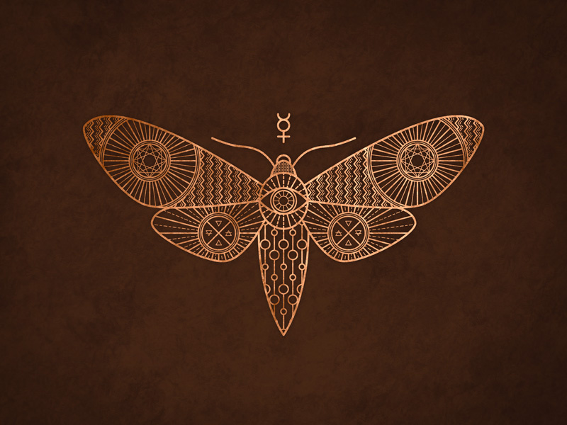 Moth by Jantine Zandbergen on Dribbble