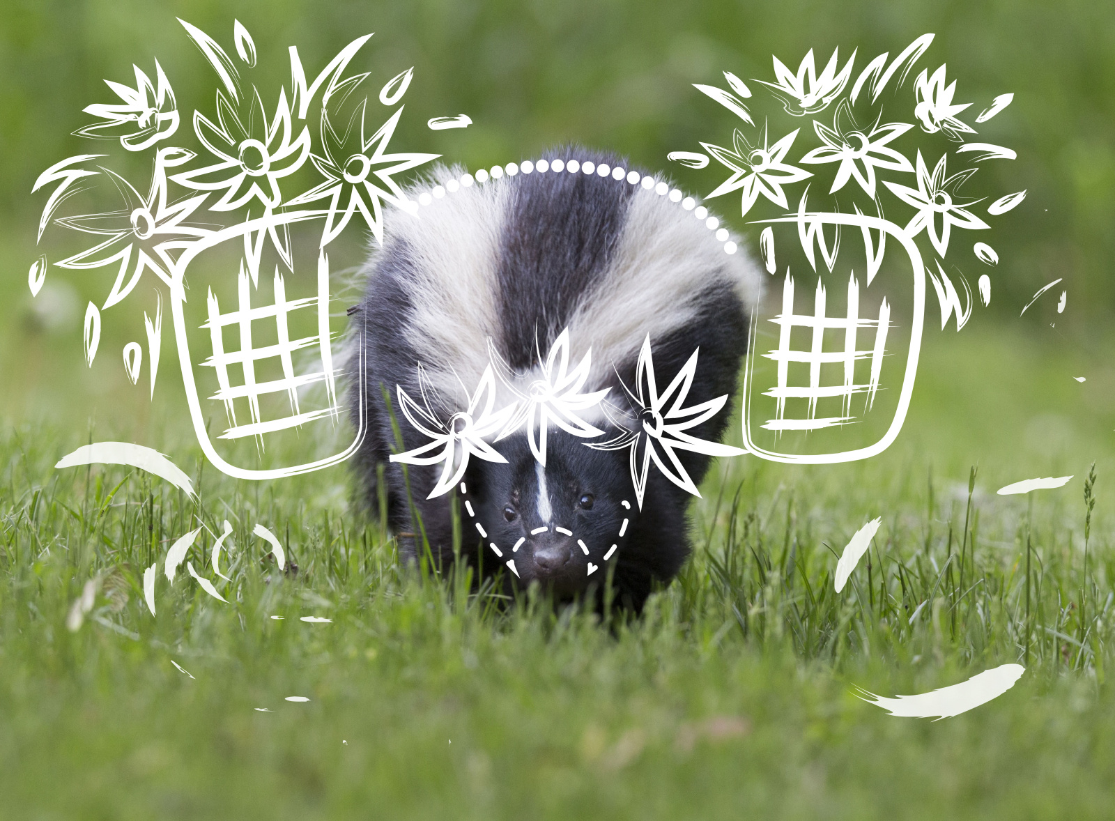 Skunk by Victoria Kakueva on Dribbble