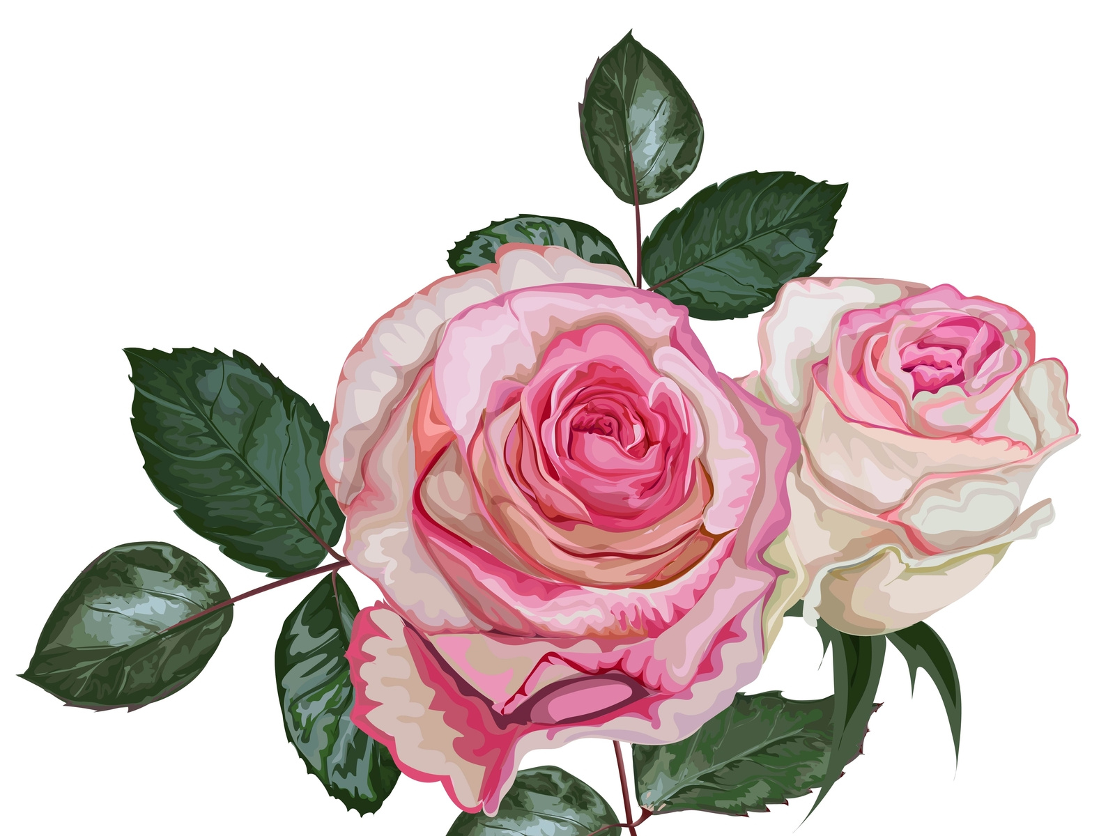Roses by Weera Seeknguluam on Dribbble