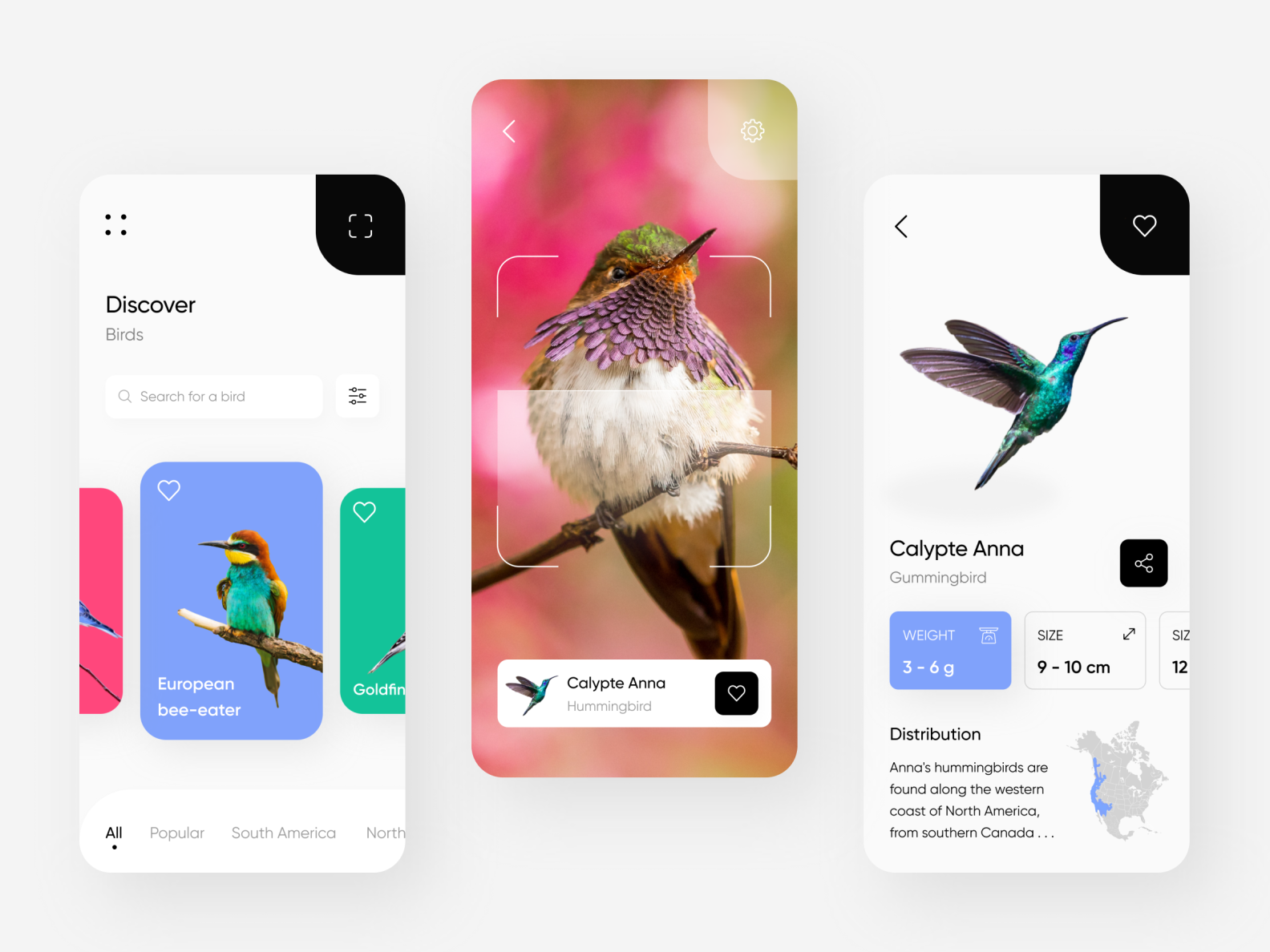 Bird Discovery App Design by Yana Moroz on Dribbble