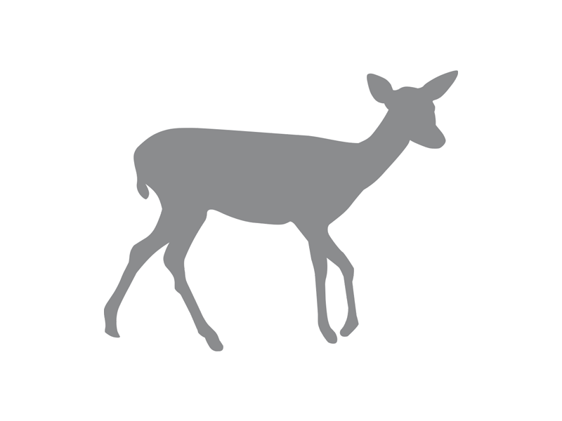 Deer by Christopher Breitigan on Dribbble