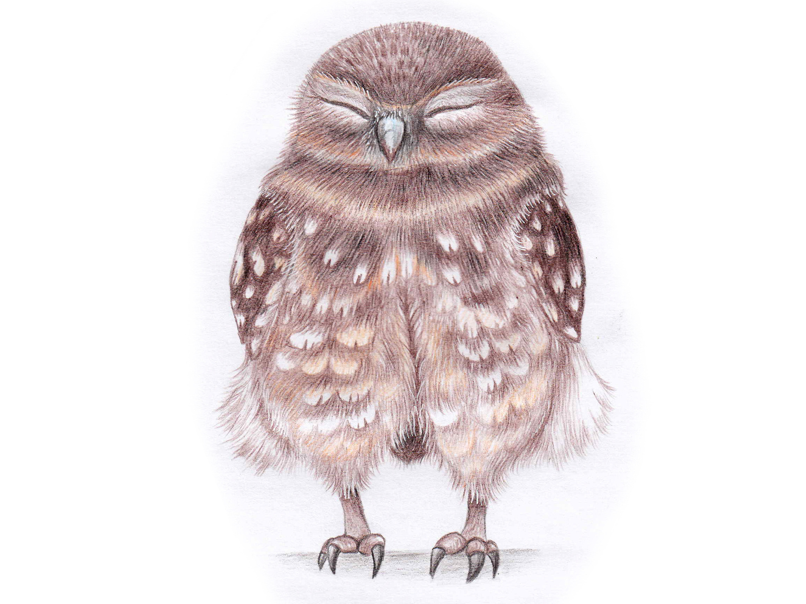 Owl by Sofija Polak on Dribbble