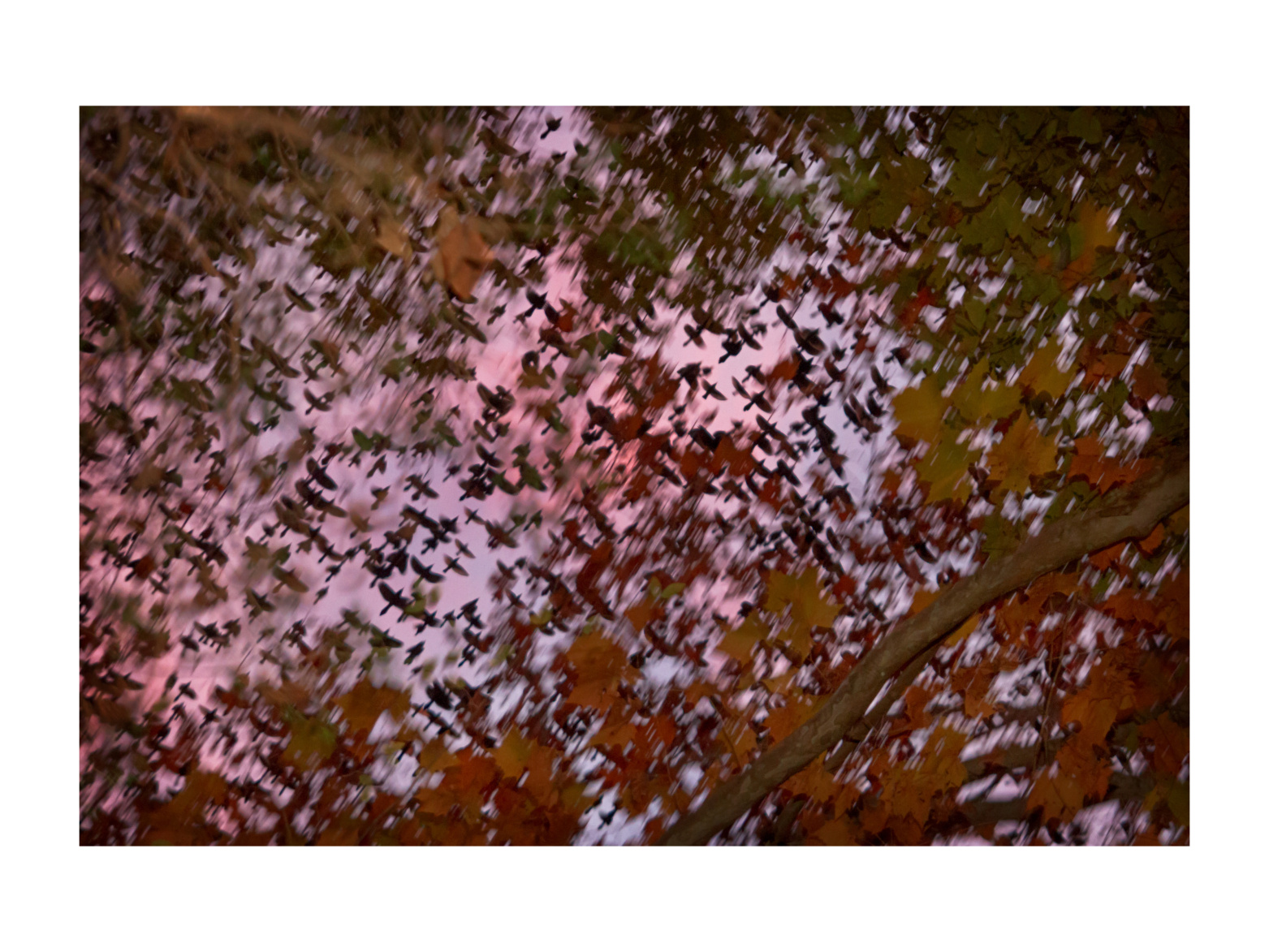 Murmuration XXI by Sam Hill on Dribbble