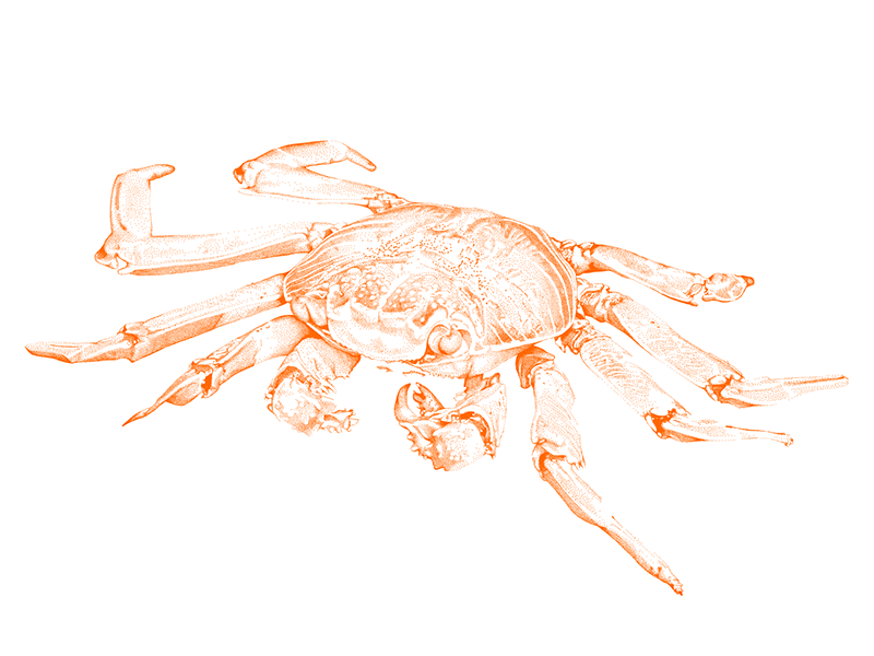 King Crab Drawing