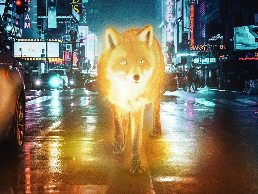 Foxfire by Jared Hanline on Dribbble