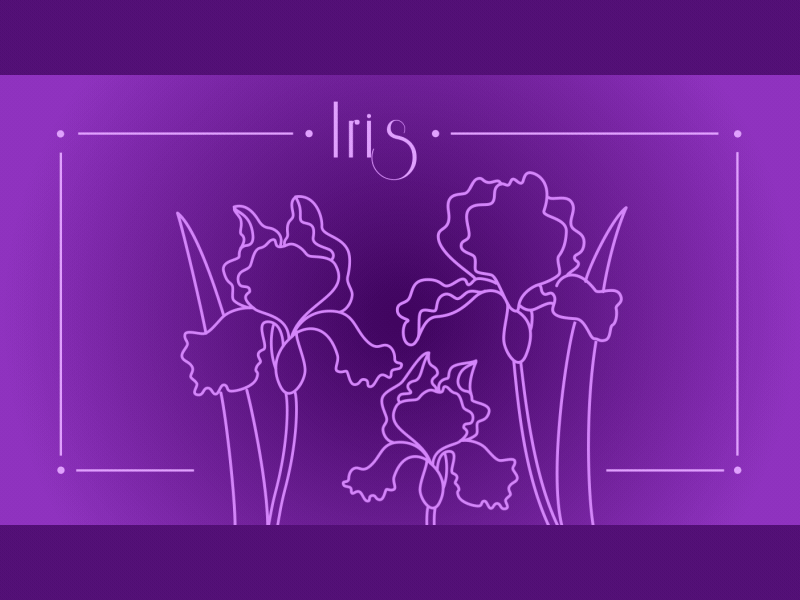 Iris flower animation by Dina Petrova on Dribbble