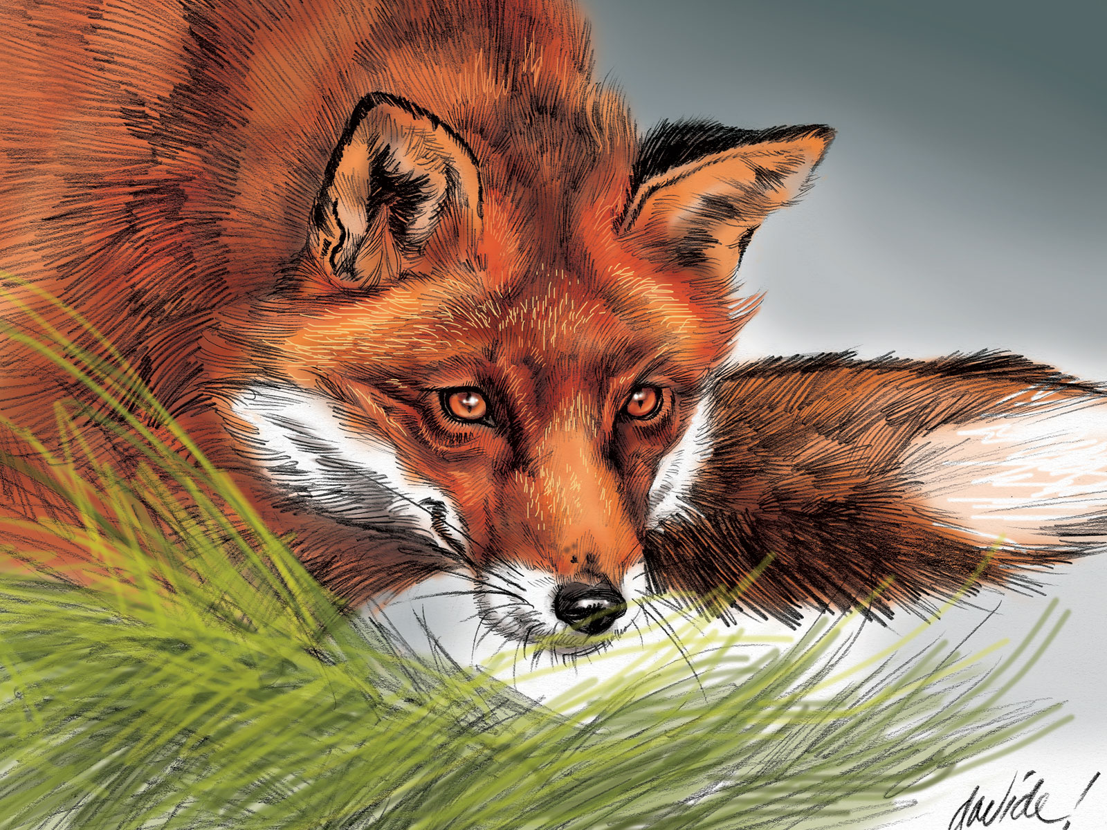 charlieFox by Davide Cuccia on Dribbble