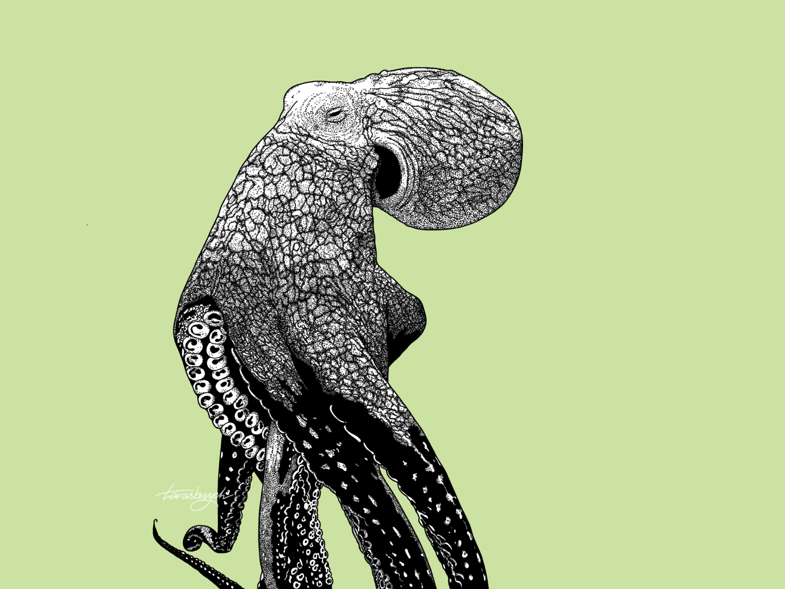 a dotted octopus by Anastasiia Taraskevych on Dribbble